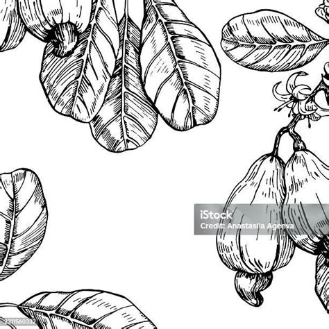 과일이 있는 캐슈 분기 프레임 손으로 그린 잉크 벡터 그림 채식 제품 디저트 및 견과류의 라벨 디자인을 위한 템플릿 0명에 대한 스톡 벡터 아트 및 기타 이미지 Istock