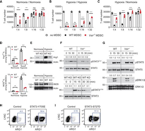 Vista Promotes The Metabolism And Differentiation Of Myeloid Derived Suppressor Cells By Stat3