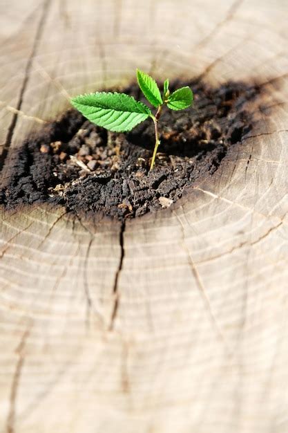 Premium Photo Beautiful Seedling Growing In The Center Trunk As A Concept Of New Life