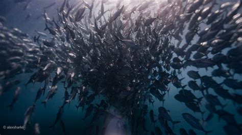 Scuba Diving Cabo Pulmo Apex Ocean Divers