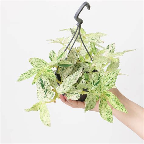 Pellionia Repens Variegated Plants