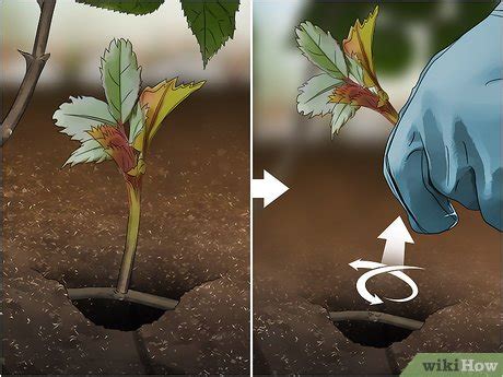 3 Ways To Get Rid Of Suckers From Your Rose Bush WikiHow Life