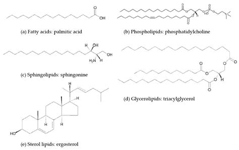 Lipids Basic Structure