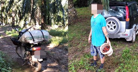 Ceroboh Kebun Orang Kutip Biji Sawit Harian Metro