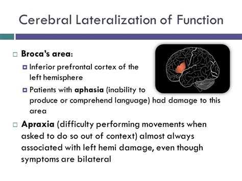 Ch 16 Lateralization Language And The Split Brain Ppt Video Online