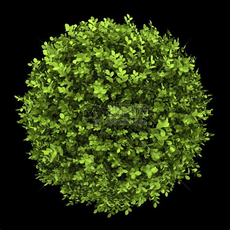 以黑色背景隔绝的英语小矮星高清图片下载 正版图片503221534 摄图网