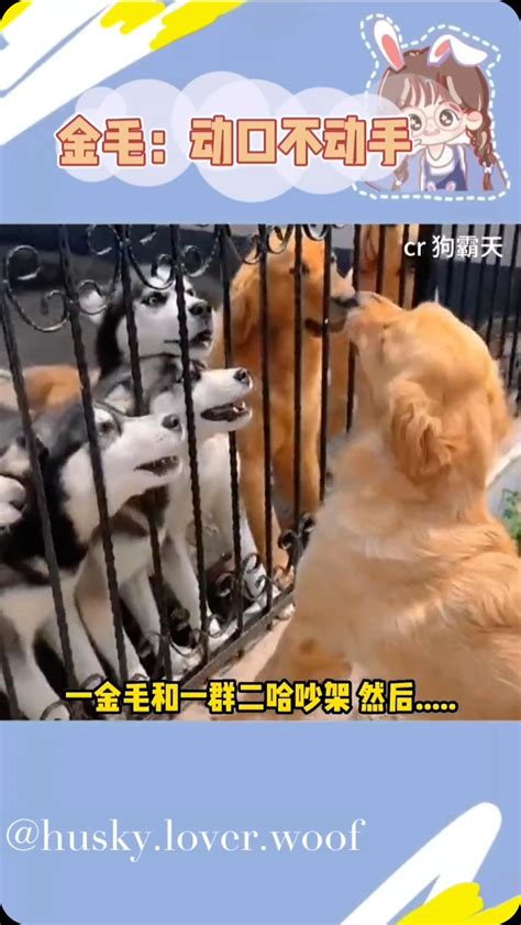 哈士奇愛好者 二哈：你來真的啊！ 狗狗汪星人毛小孩狗狗日常哈士奇黃金獵犬金毛吵架搞笑 Instagram