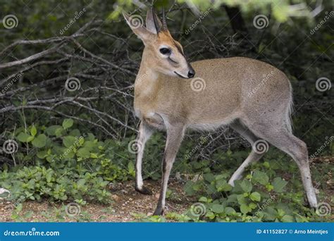 Common Duiker Sylvicapra Grimmia Stock Image Image Of Park Bush