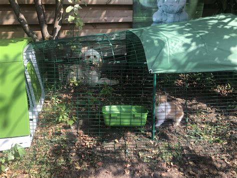 Eglu Go Chicken Coop Chicken Coops Walk In Chicken Runs Chicken