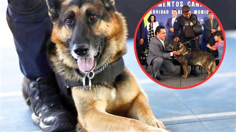 VIDEO Así es como despidieron a Payler perro policía que se jubiló