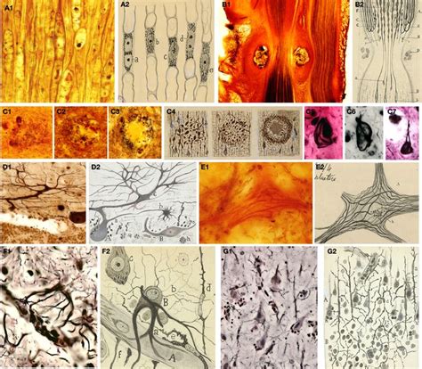 Pin By Glenn Kageyama On Histology Workbook Scientific Drawing