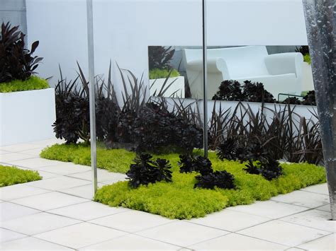 Sedum Makinoi Ogon Living Fashion