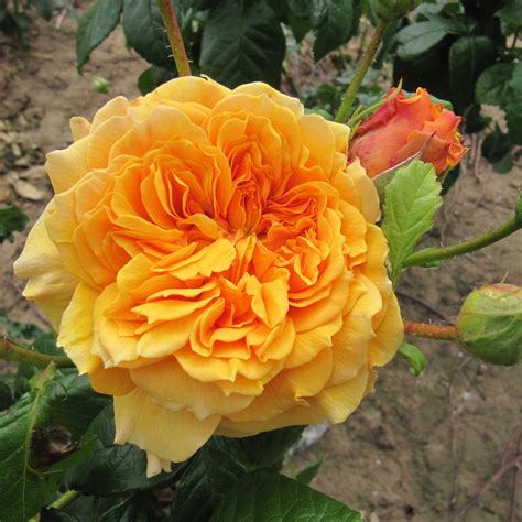 Leah Tutu Rose Yellow Shrub Rose Garden Roses
