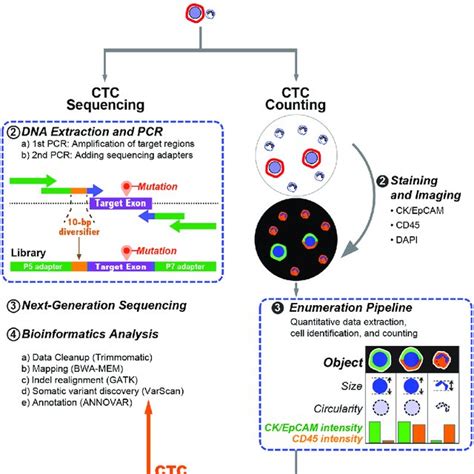 An Overview Of Ctc Enrichment Counting An Sequencing Workflow
