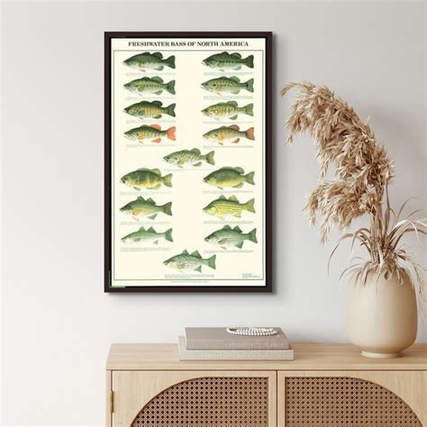 Fish Poster Freshwater Bass Identification Of North America