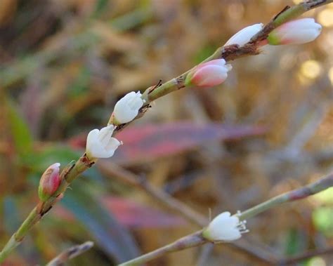自然教育園の花② シラヤマギクコウヤボウキナガボノシロワレモコウシロバナサクラタデハナタデオオハナワラビイイギリクサギサルトリ