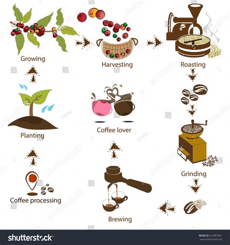 Coffee Processing Step By Step Bean Stock Vector Royalty Free