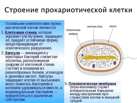 Строение прокариотической клетки - презентация онлайн