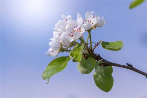 蓝天令人印象深刻的果树上开出可爱的小花高清图片下载 正版图片505006089 摄图网