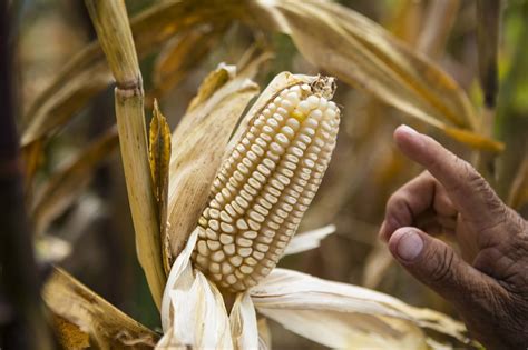 Trabajan En El Cultivo Y Conservación De Razas De Maíces Nativos El