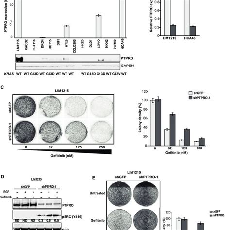 Resistance To Gefitinib Is Associated With Increased Activation Of Egfr