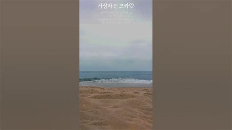 모카에게 보내는 이별 편지 애견 장례식장 펫로스케어 Youtube