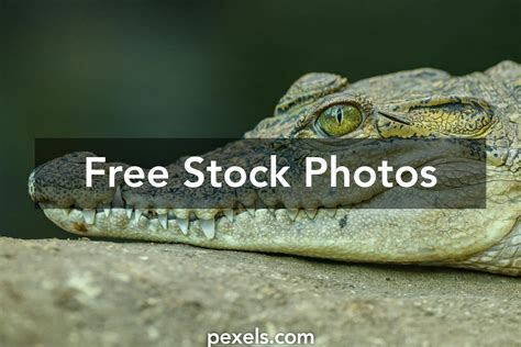 Alligator Scale Photos Download The Best Free Alligator Scale Stock
