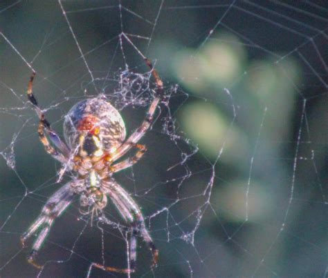 Cannundrums Western Spotted Orb Weaver