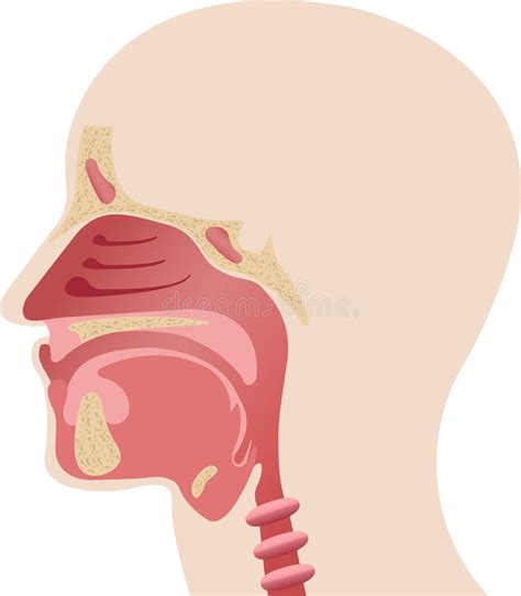 Cross Section Nose Stock Illustrations 140 Cross Section Nose Stock
