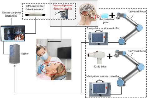 Cooperative Control Of Dual Arm Robots For Oral Medical Imaging Download Scientific Diagram
