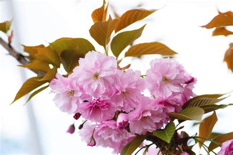 Blossoming Sakura Tree Pink Flower Buds Close Up Cherry Floral