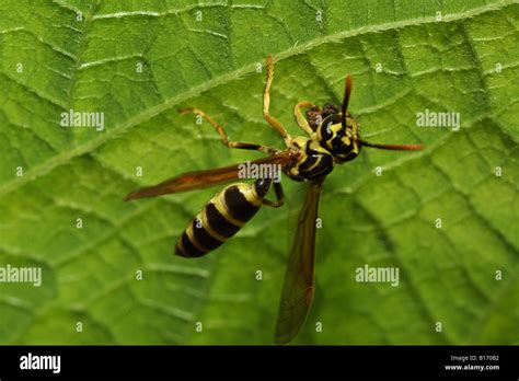 Wasp Insect Vespa Che Trasporta Terra Vespidi Insetti Hacienda Barù