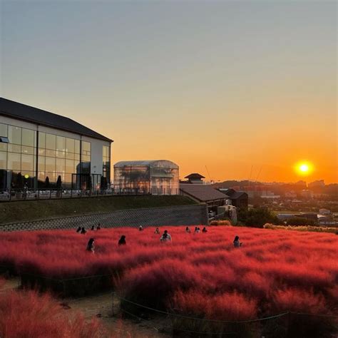 Pink Pink Muhly Grass 😍 Rkorea