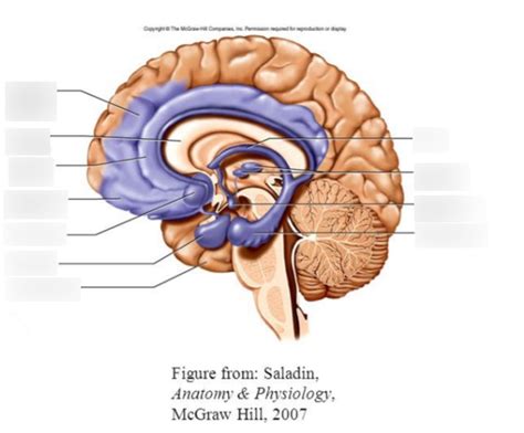 Limbic Lobe 3 Diagram Quizlet