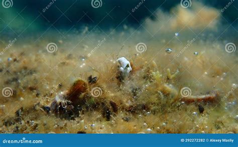 Sea Slug Timid Elysia Elysia Timida Close Up Undersea Aegean Sea
