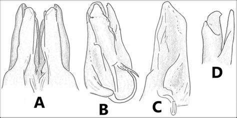 Megaphyllum Banaticum A Gonopods Posterior View B Left Gonopods