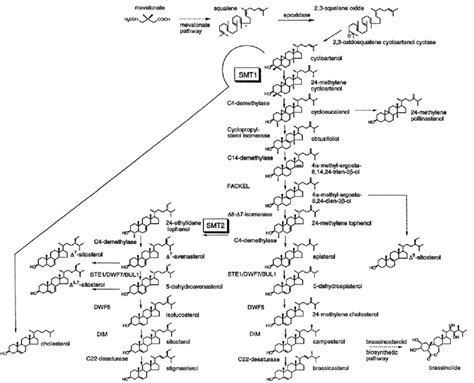 Sterol Biosynthetic Pathway Of Higher Plants This Shows The Steps