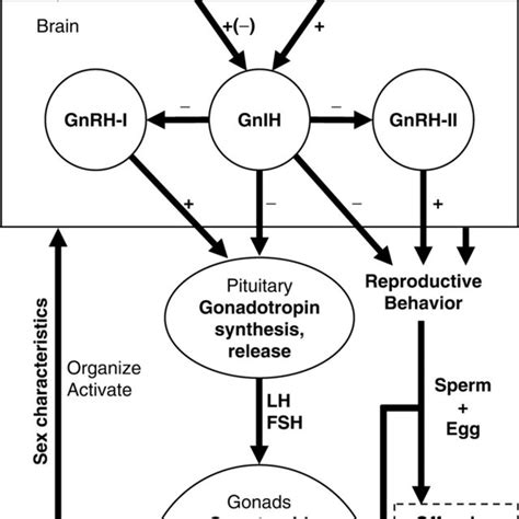 Possible Control Mechanisms Of Reproductive Physiology And Behavior By Download Scientific