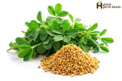 Grow Hybrid Fenugreek Easy Guide From Seed To Harvest