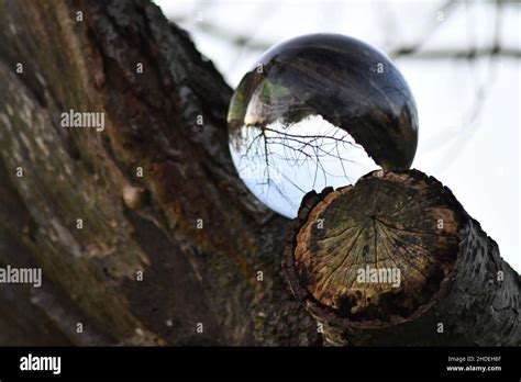 Environment Concept A Crystal Ball Lies In The Branches Of A Tree Reflection Of The Landscape