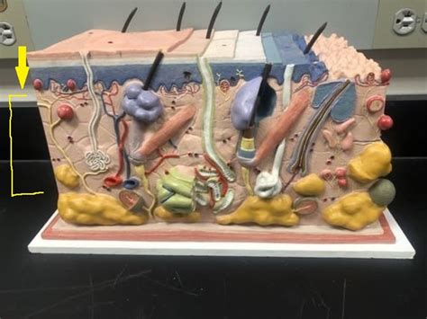 Human Anatomy Lab Skeletal Unit 7 Bone Structure Diagram Quizlet