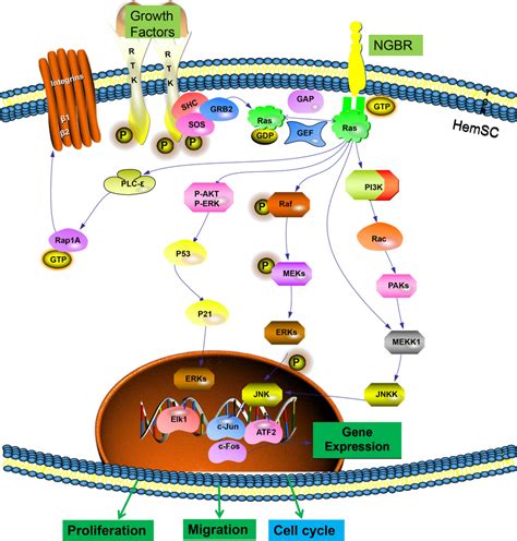 The Ngbr Ras Signaling Pathway Promotes Angiogenesis Ngbr Is A