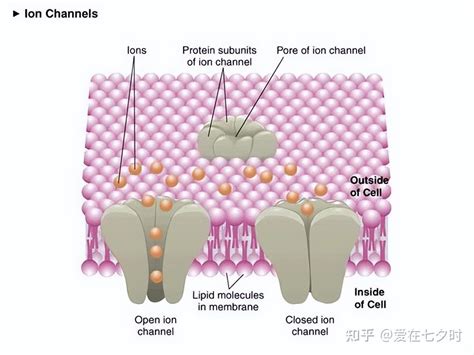关于离子通道的分类及作用的详解； 知乎