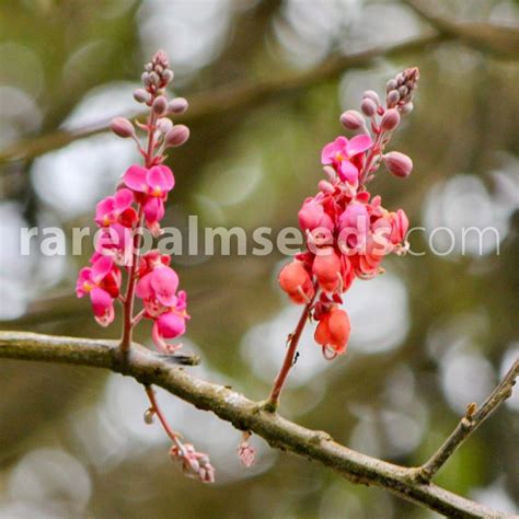 Cassia Grandis Pink Shower Tree Buy Seeds At