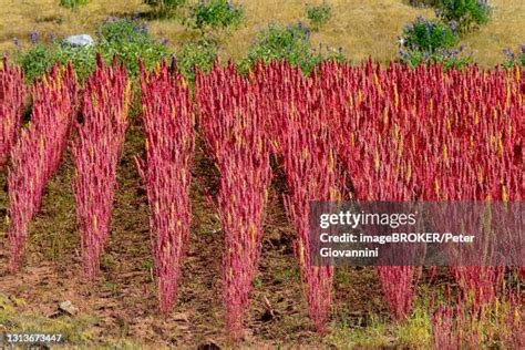 Amaranth Field Photos And Premium High Res Pictures Getty Images