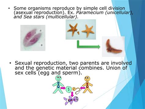 Cell Cylce And Cell Division An Introduction Pptx Biological