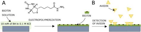 Schematic Representation Of A Bh Electropolymerization Process B Download Scientific Diagram