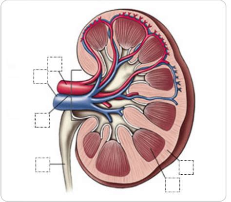 Week Urinary System Diagram Quizlet
