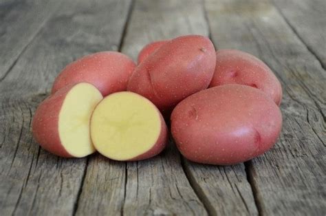Картофель Родриго: описание и характеристики сорта