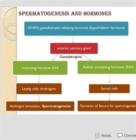 Spermatogenesis And Hormones Gnrh Gonadotropin Releasing Hormone Hypot